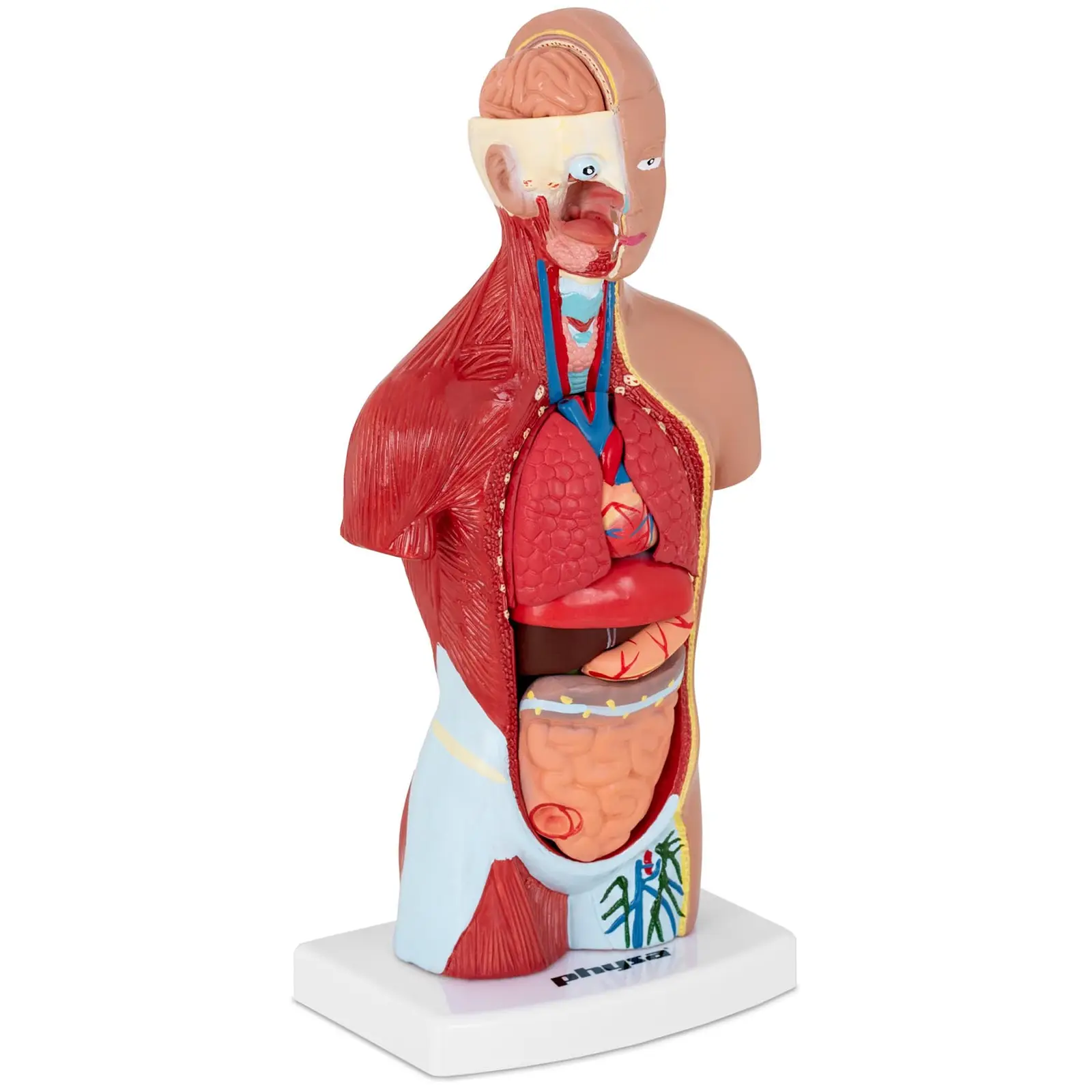 Overkropp - anatomisk modell - 15 deler - 26 cm høy | www.expondo.no
